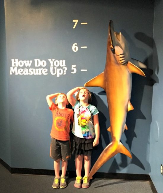 Shark Bridge at The Newport Aquarium - A Bird and a Bean